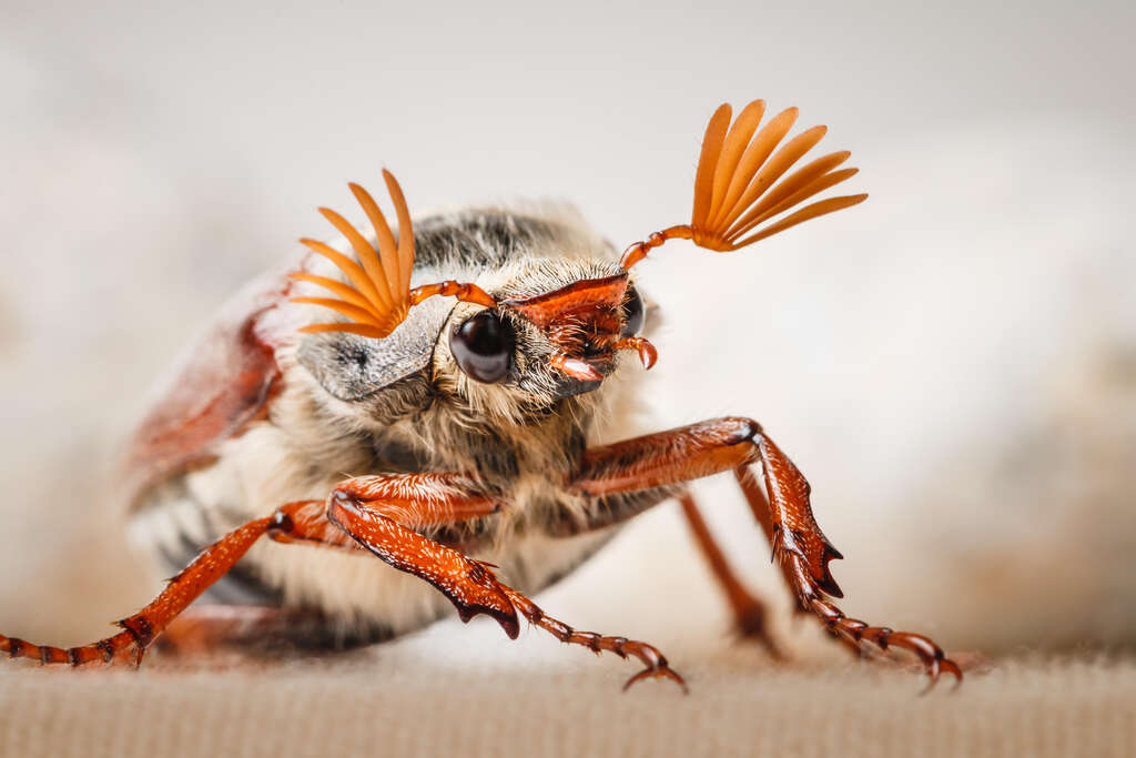 Genomineerde foto | Forum Wildlife Fotowedstrijd